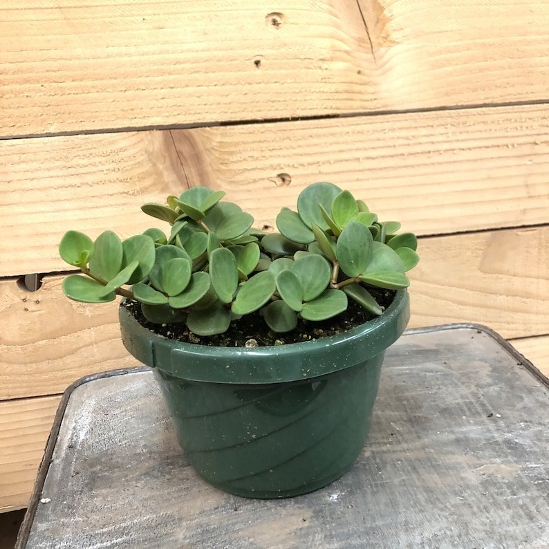 Wonderful Peperomia Hope Garden Plant-2