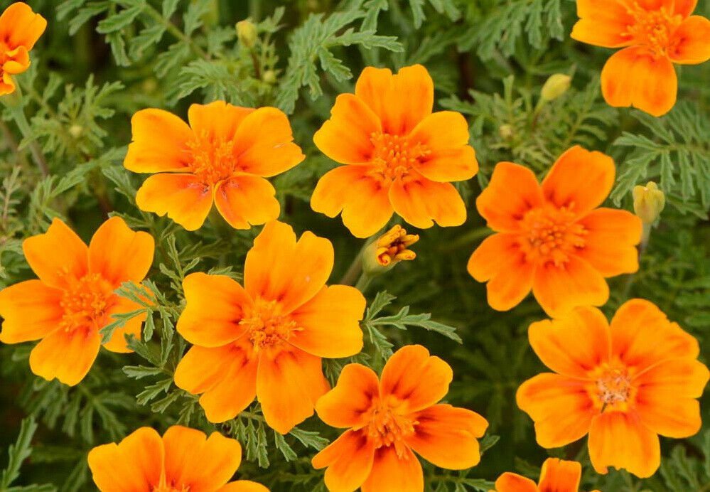 250 Signet Marigold Seeds Starfire Mix Seed