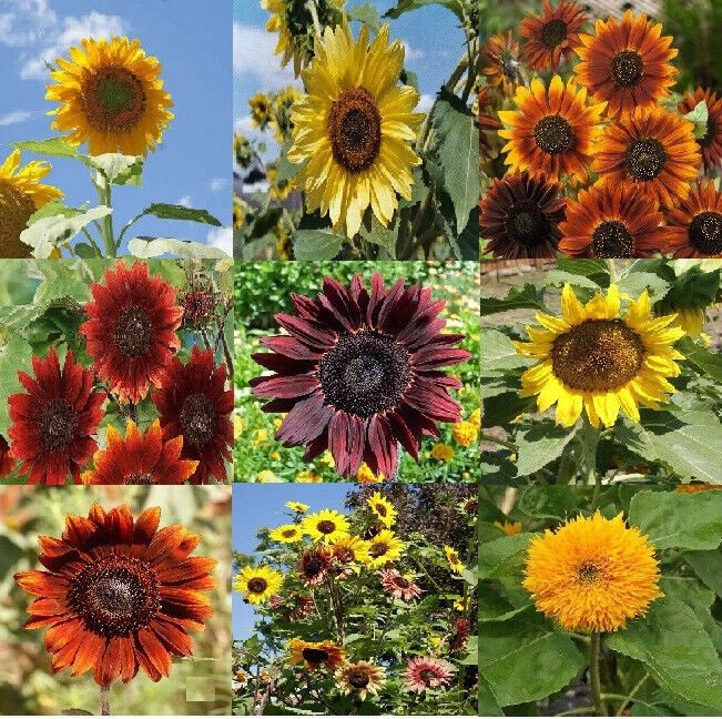180 Sunflower Seeds 9 different Varieties Earthwalker, Chocolate, mammoth