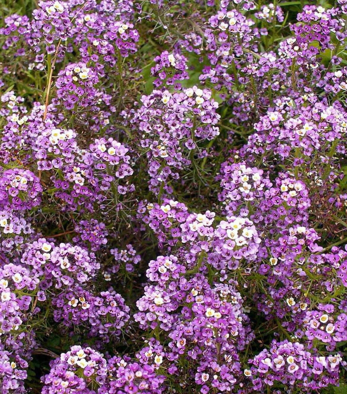 1000 Purple Sweet Alyssum Flower Seeds Royal Carpet Dwarf Ground Cover Seed