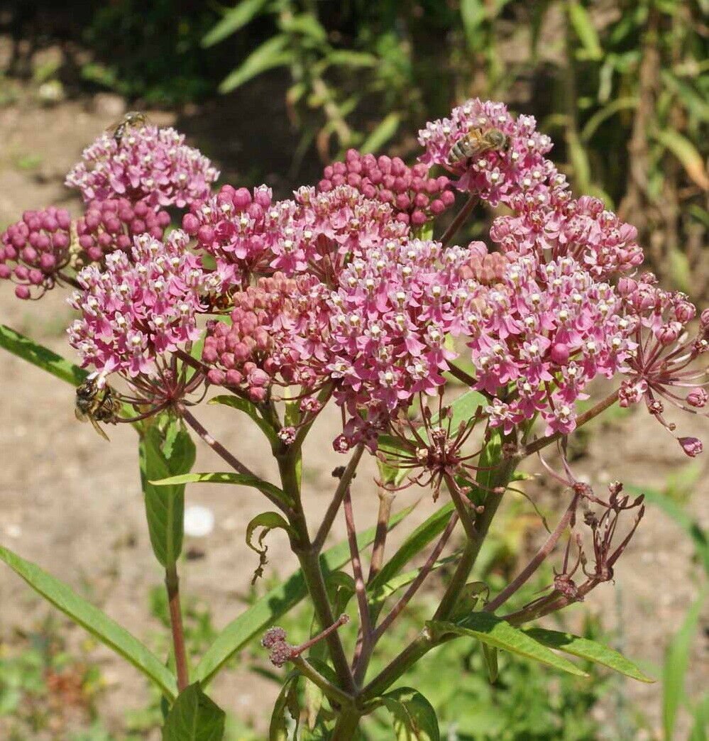 40 Butterfly Pink Swamp Milkweed Seeds Asclepias incarnata Monarch ...