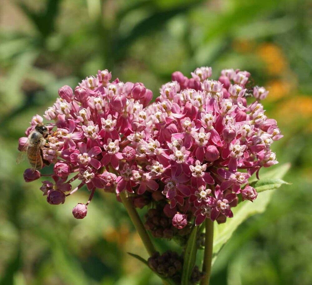 40 Butterfly Pink Swamp Milkweed Seeds Asclepias incarnata Monarch ...
