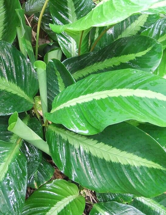 25 Pcs Silver Stripe Calathea Seeds for Garden Planting