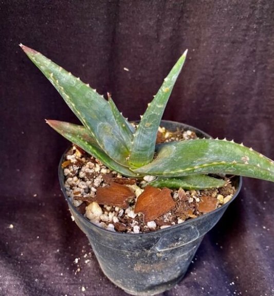Aloe Meyeri Aloe Plant Fresh Garden