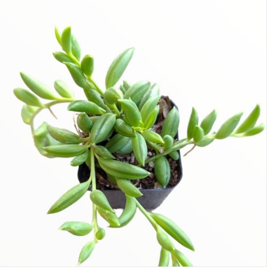 Crassula Mesembryanthemoides Tenelli Succulent Plant Fresh Garden