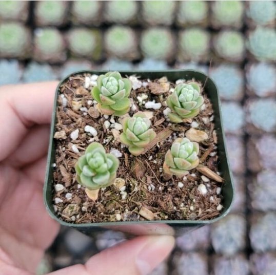 Sedum Praealtum - Green Apple Snap Succulent Plant Fresh Garden