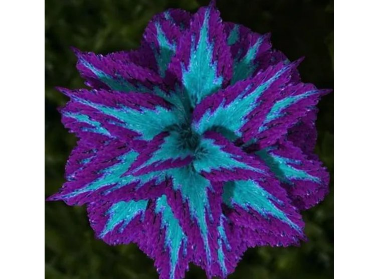 Haiyang' Series Blue Coleus Seeds featuring Large Purple Serrated Edges ...