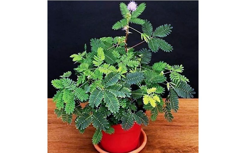 10 Seeds Dwarf (Mimosa pudica) "Sensitive Plant" Tropical Houseplant ...