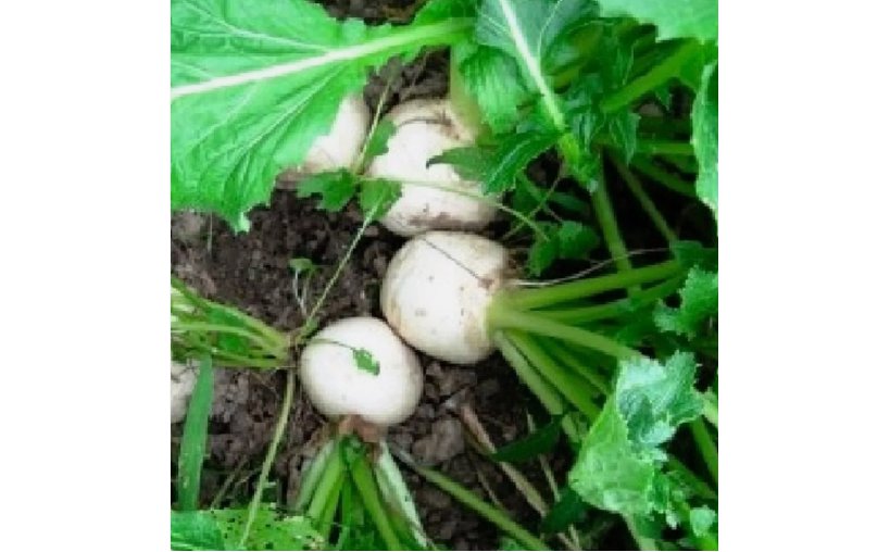 1000 Seven Top Turnip Seeds | NON GMO Turnip Seeds Fresh Heirloom ...