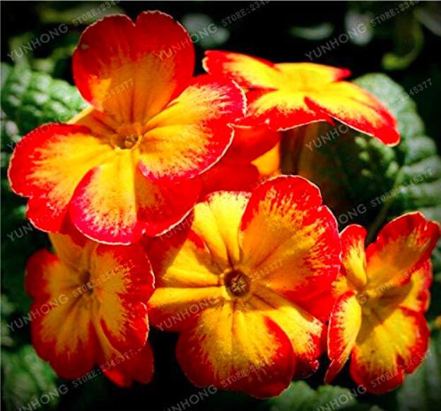 Europe Primula Acaulis Seed Primrose Seed Flower Indoor Seed Plants Color 3