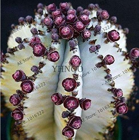 Euphorbia Obesa Basketball Sea Urchin Bonsai 100 Pieces Living Baseball ...