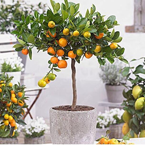 Edible Dwarf Orange Tree Fruit Mandarin Seed Tree Citrus Seed Mandarin ...