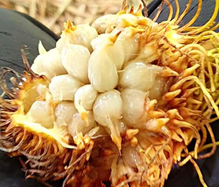 15+ Seeds Sri Lanka Fresh MARANG-Artocarpus odoratissimus TERAP taste ...