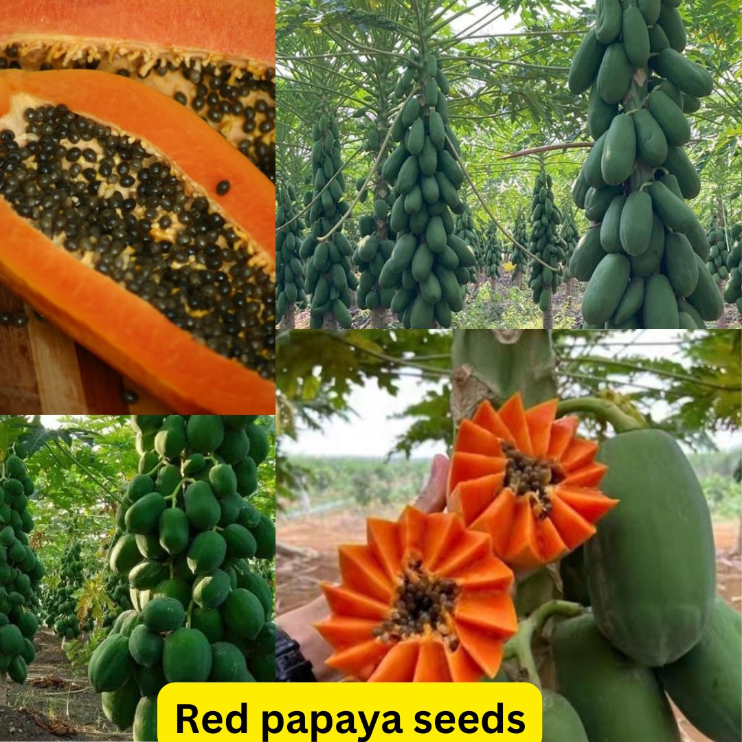 Rare Red Papaya Seeds Dwarf Papaya Fruit Plants Outdoor Sweet Delicious ...