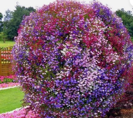 TRAILING LOBELIA CASCADE MIX 7000 seeds - BALCONY FLOWER