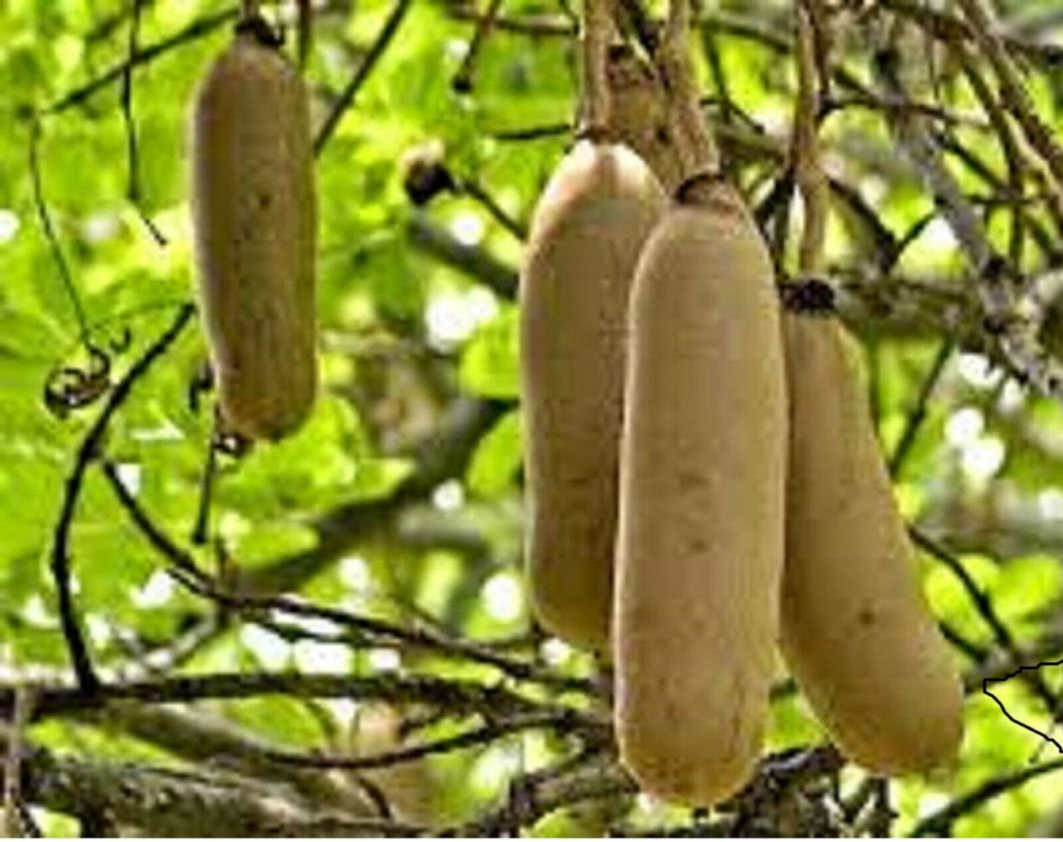Balam Kheera Powder Phal Balam Khira Fruit Kigelia Africana balam khira ...