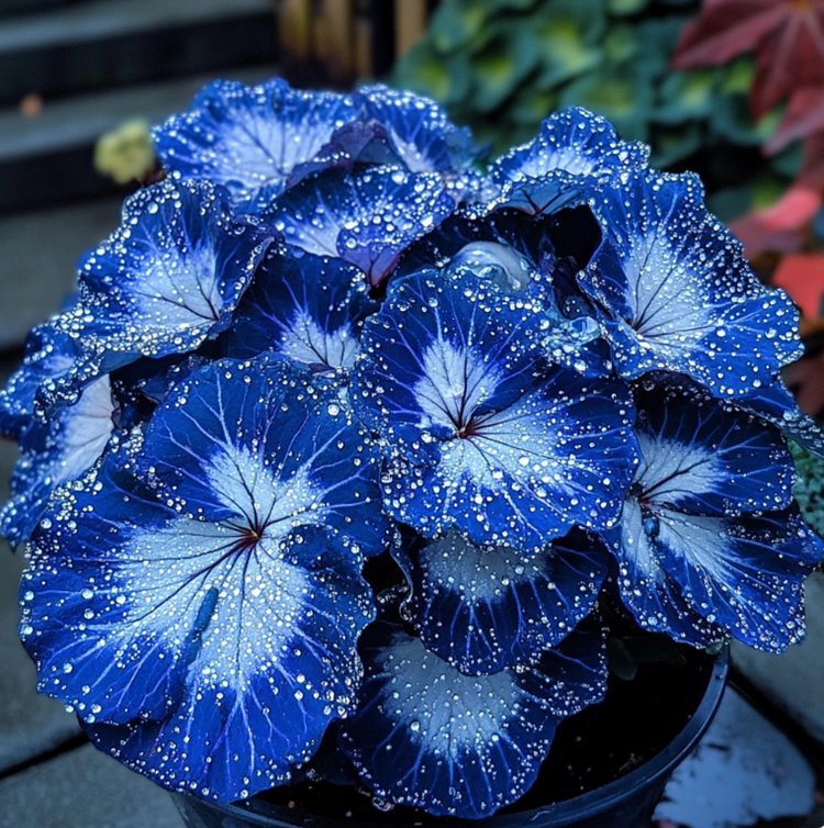 50 seeds Blue Night Spark Begonia #2_1