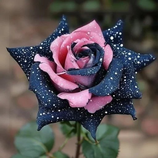 50 seeds Starlight Mottled Rose - Color-Stardust Symphony_1