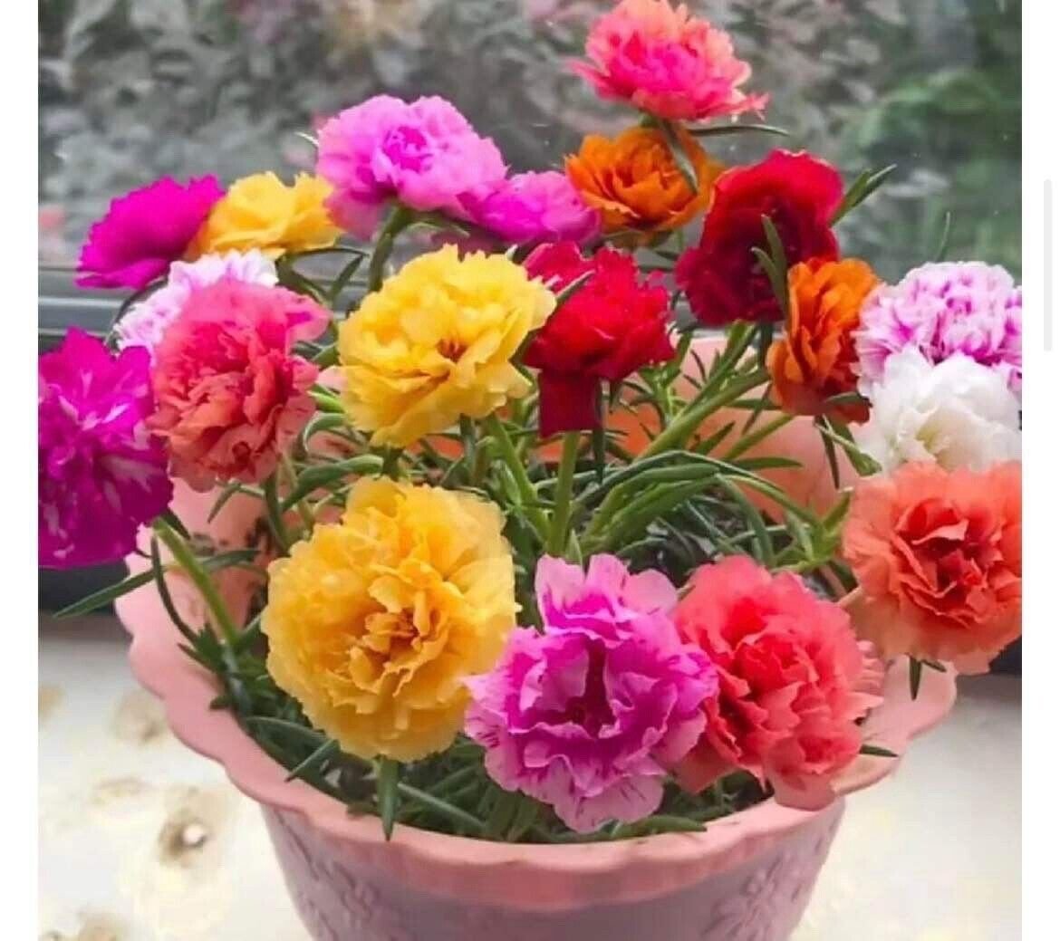 1000+ SEEDS MOSS Rose Double Mix ColorSeeds Portulaca grandiflora 2Get1_1