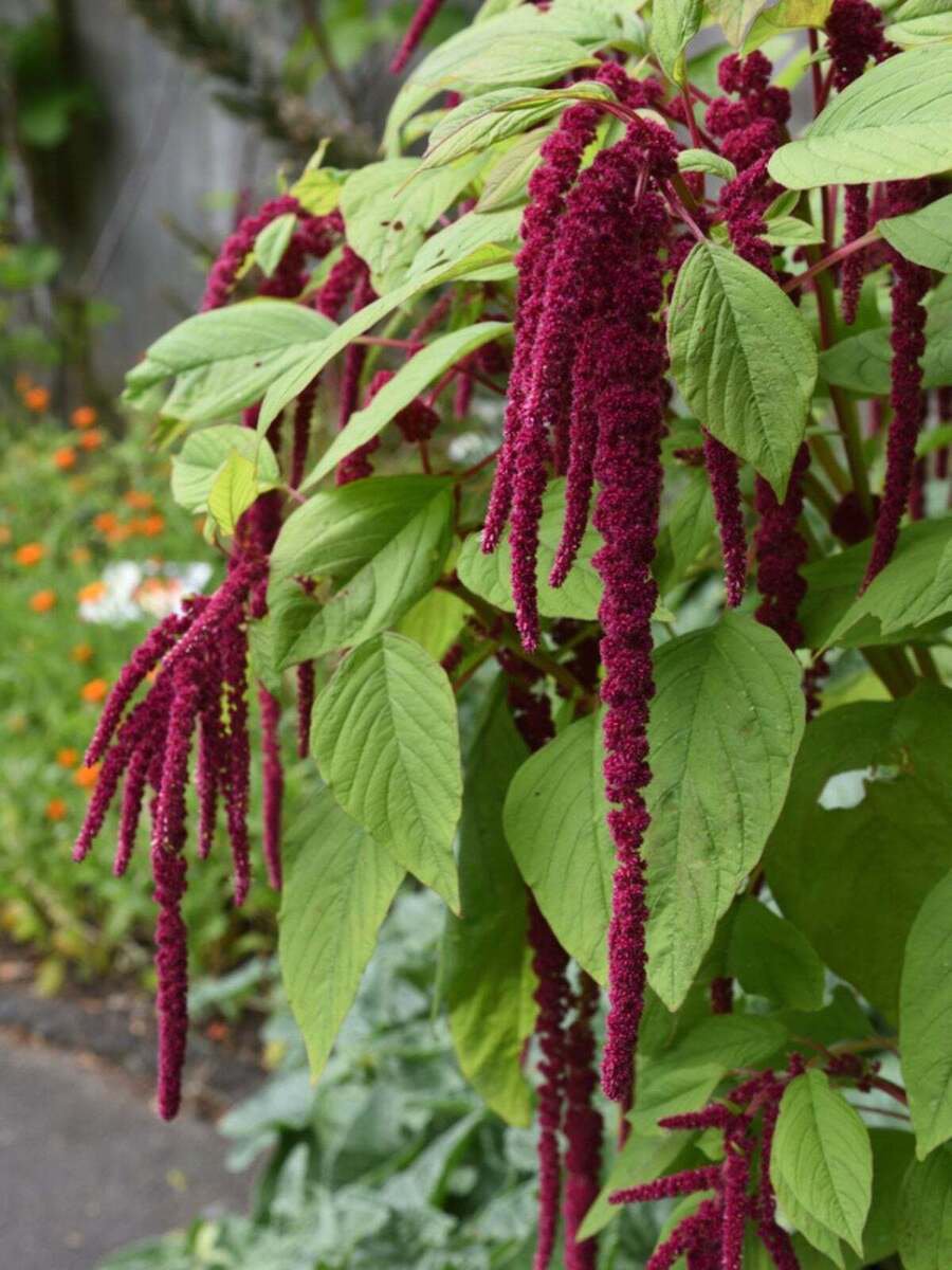 Amaranth Love Lies Bleeding Seeds, Inca Wheat, Tassel Flower, NONGMO,_1