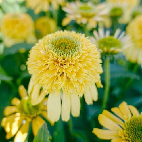 Echinacea purpurea Lemon Drop (Coneflower) seeds_2