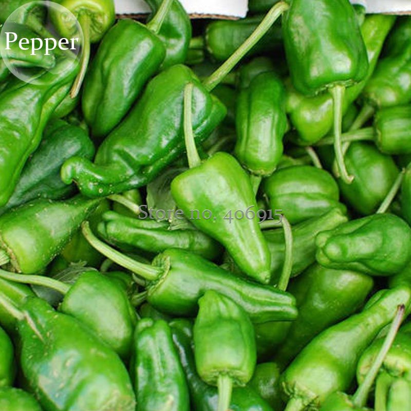 Famous Spanish Heirloom Padron Pepper. 10 seeds_1
