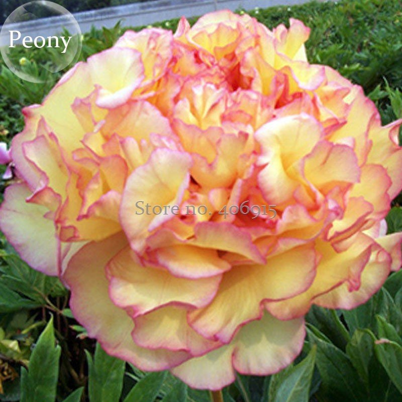 Heirloom 'Wudao' Big Blooming Wavy Yellow Peony with red edge, 5 seed_1