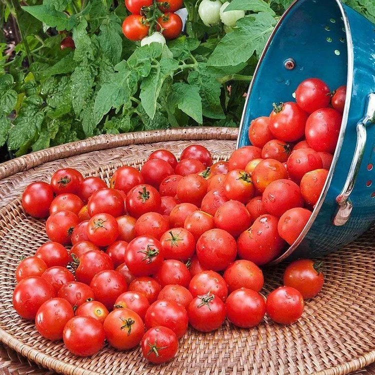 Indoor Red Dwarf Tomato 'Bajaja' Seeds_1