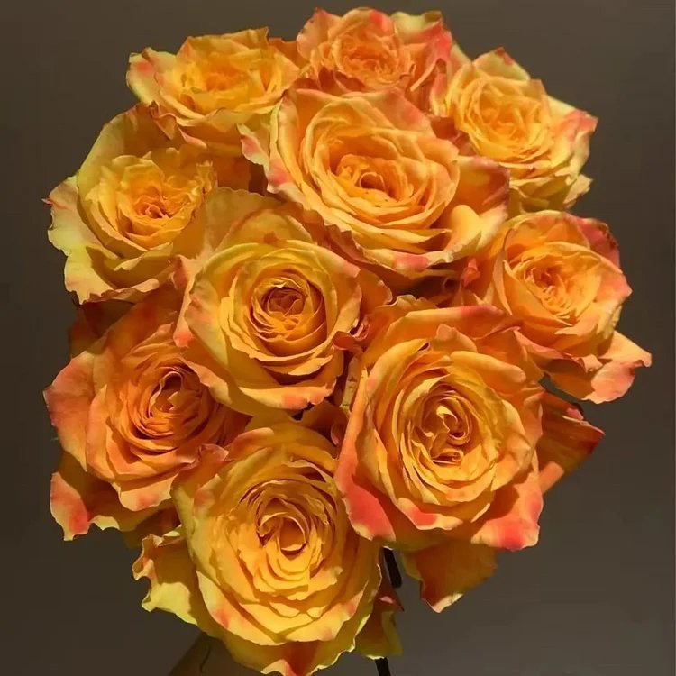 'Ode to Joy' Rose Seeds_2