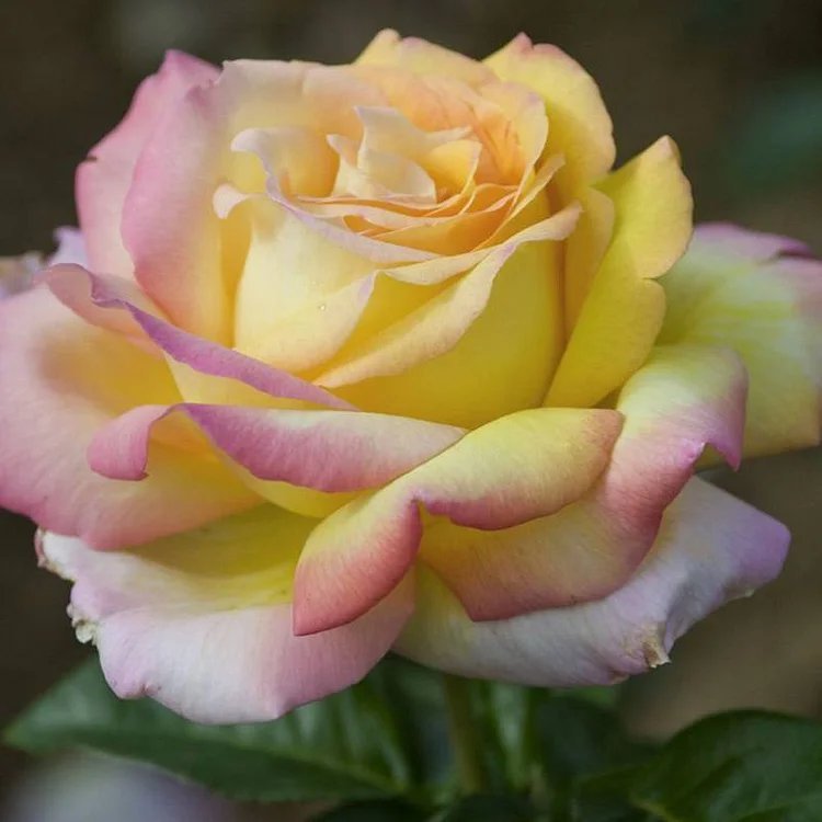 Rosa Peace (Hybrid Tea Rose) Seeds_2