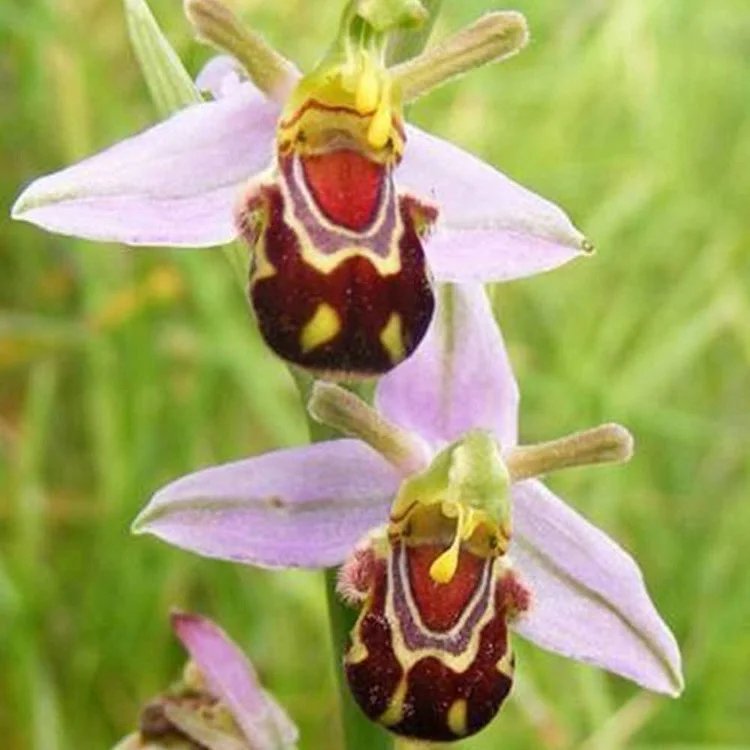 The Rare Ophrys Apifera Laughing Bumble Bee Orchid) Seeds_1