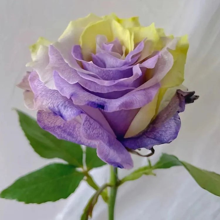 'Two-Color Glazed' Rose Seeds 'Two-Color Glazed' Rose Seeds_2