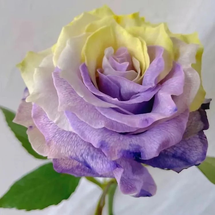 'Two-Color Glazed' Rose Seeds 'Two-Color Glazed' Rose Seeds_3