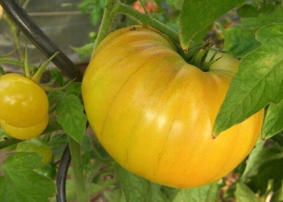 Aunt Gertie'S Gold Tomato Garden Planting Tomatoes Food 50+ seeds_1
