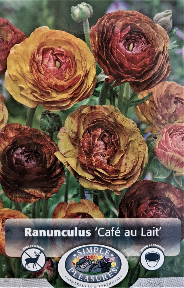 Cafe au Lait Persian Buttercup 10 Bulbs Ranunculus 8_+ cm Bulbs_1