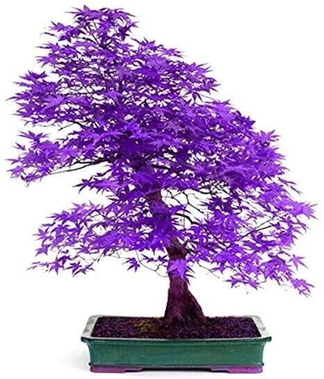 Purple Japanese Maple Tree seeds 10 seeds_1