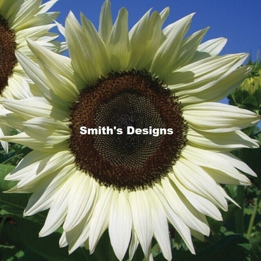 White Sunflowers Huge Planting Sunflower Garden Large Flowers Floral 50 ...