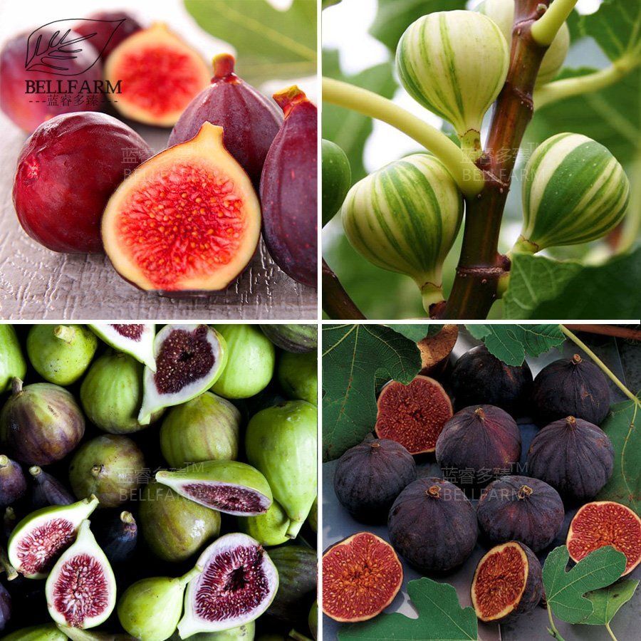 6 Ficus Carica 'Panache' Tiger Stripe Fig Black Red Fig Tree Organic T1 ...