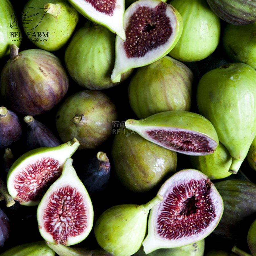 6 Ficus Carica 'Panache' Tiger Stripe Fig Black Red Fig Tree Organic T4 ...