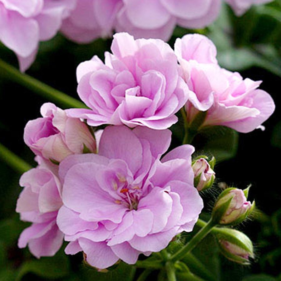 10 Geranium 'Royal Lavender' Trailing Heat-tolerant Pelargonium Soft ...