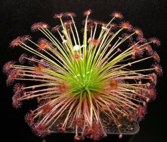 Drosera Paradoxa Carnivorous Very Rare 10 Woolly Sundew Petiolaris SEEDS_1