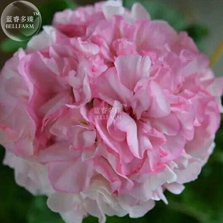 Geranium Japanese Sakura White & Light Pink Big Blooms Flower 10 SEEDS_1