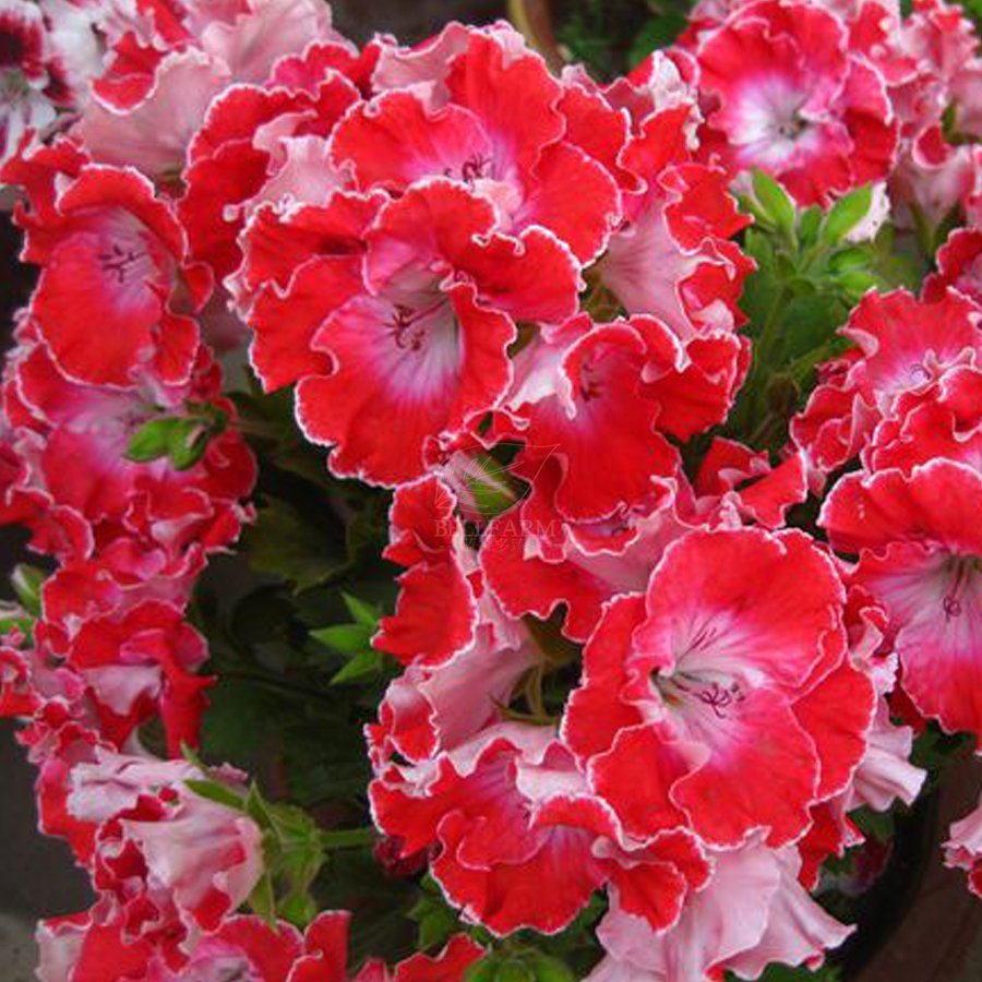 Geranium Red Corrugated Double Petals with White Centre Flowers 10 SEEDS_1