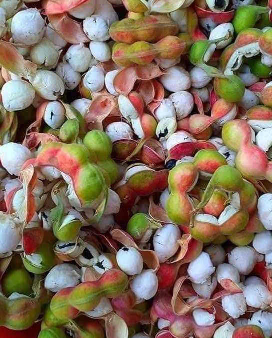 10 Seeds Pithecellobium Sweet - Tamarind Manila - Guamuchil