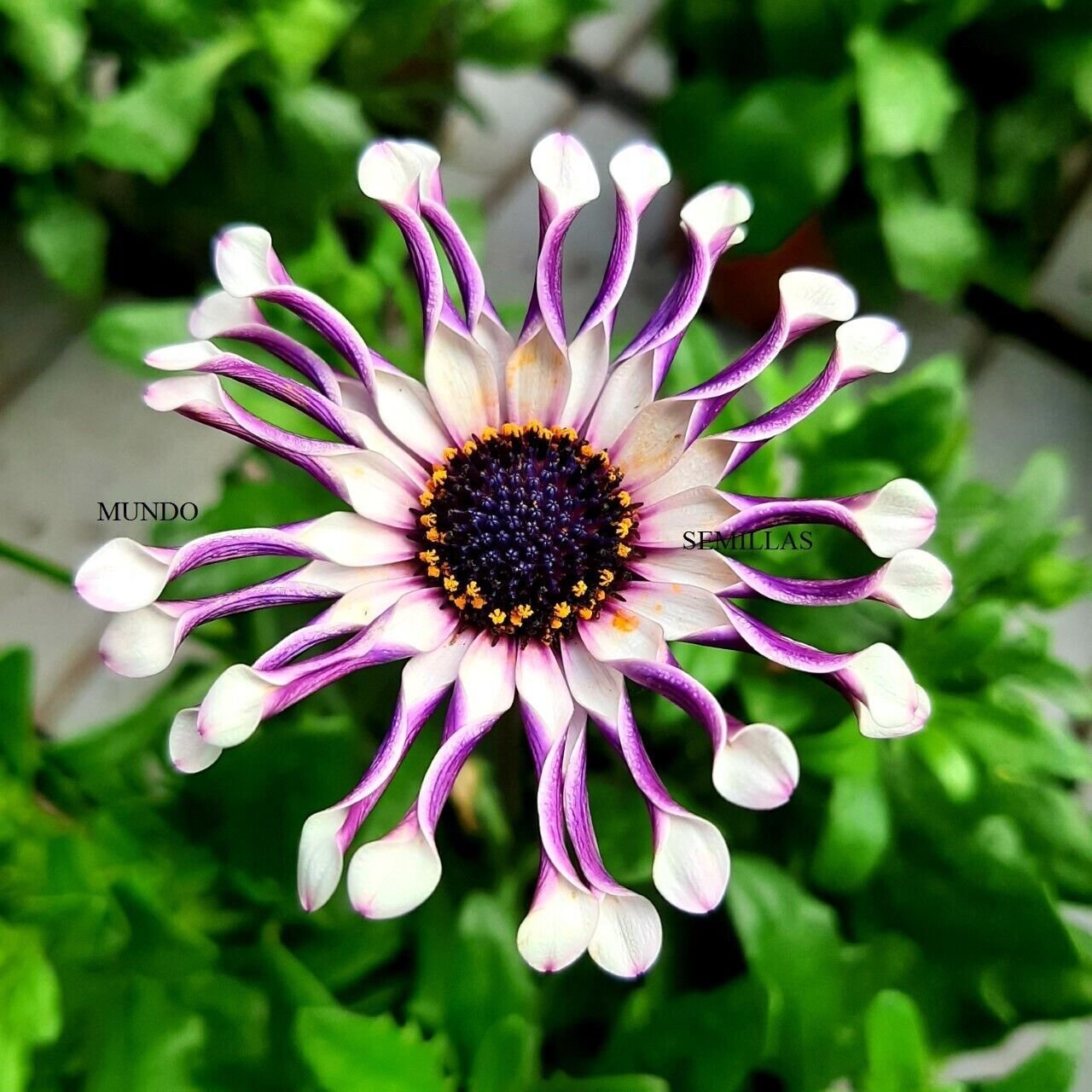 Rare Daisy African - Mix Colours - Osteospermum Whirligig Seeds
