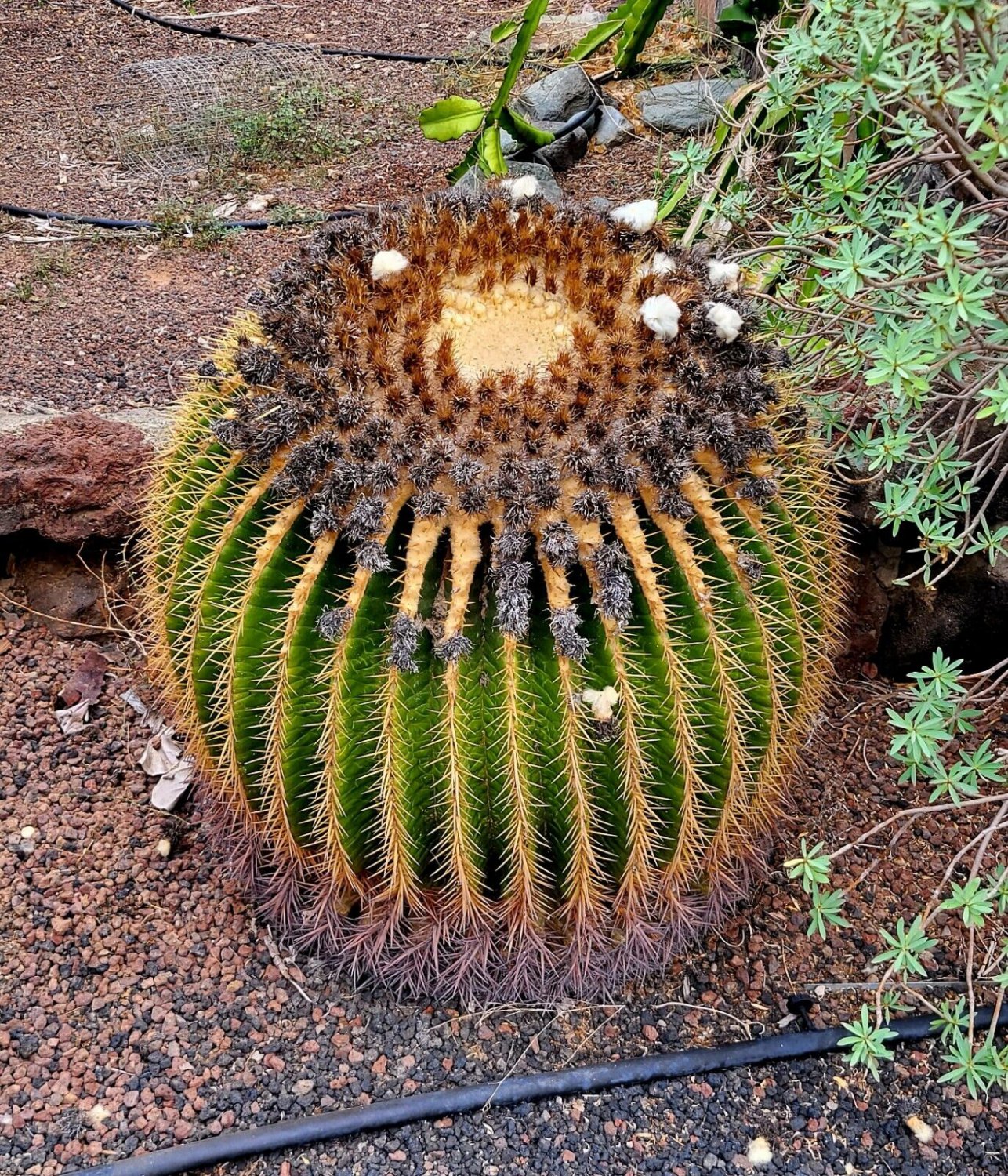 Echinocactus grusonii - gold barrel - mother-in-law seat - seeds seeds