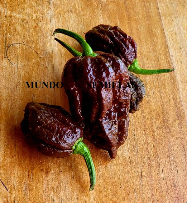 Carolina reaper chocolate (the hottest in the world) chili 10 seeds ...