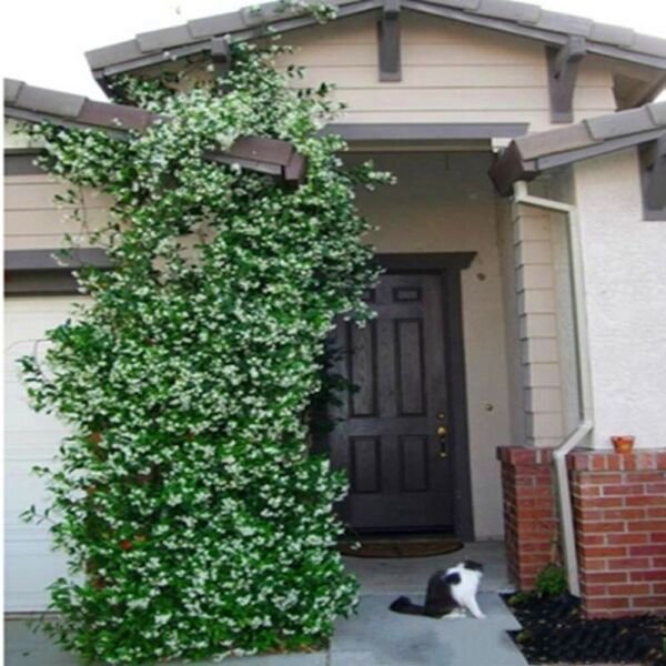 20 Seeds For White Jasmine Rare Flower Exotic Climber Vine Bush Plant ...
