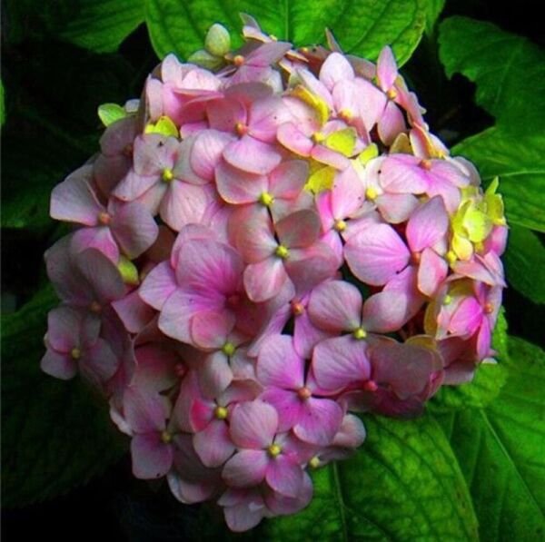 20 Seeds For Pink Green Hydrangea Rare Flower Exotic Bush Plant 15B ...