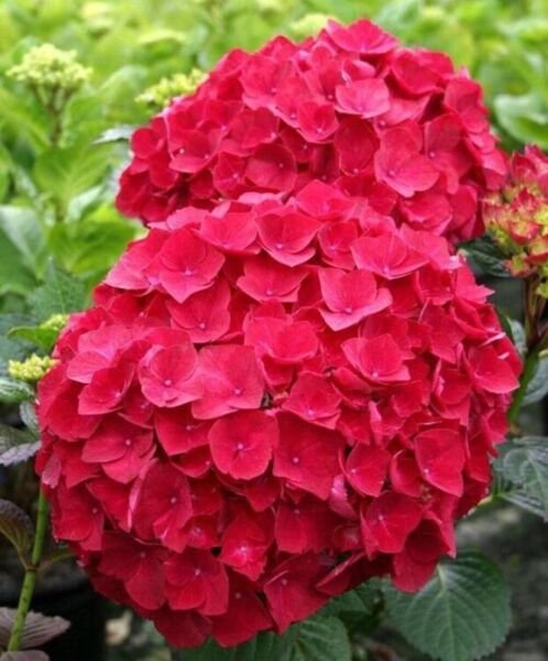 20 Seeds For Red Hydrangea Rare Flower Exotic Bush Plant 5B Fresh ...
